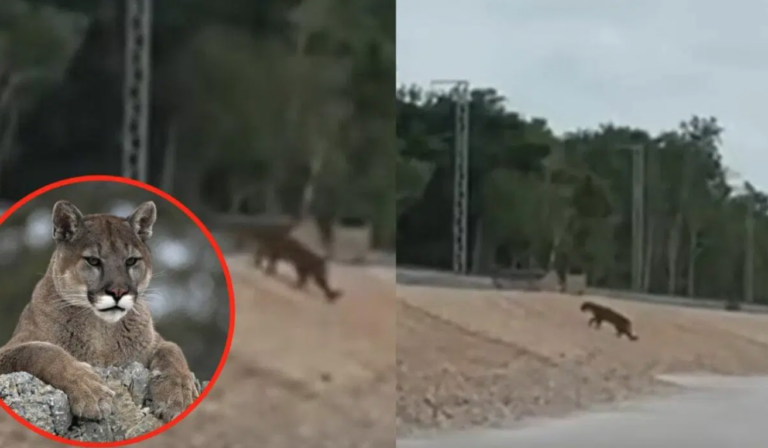 Puma Crossing Maya Train Tracks Stirs Wildlife Controversy – Riviera ...