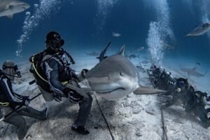Bull Shark Emerges as Conservation Icon Through Playa del Carmen’s Ruta ...