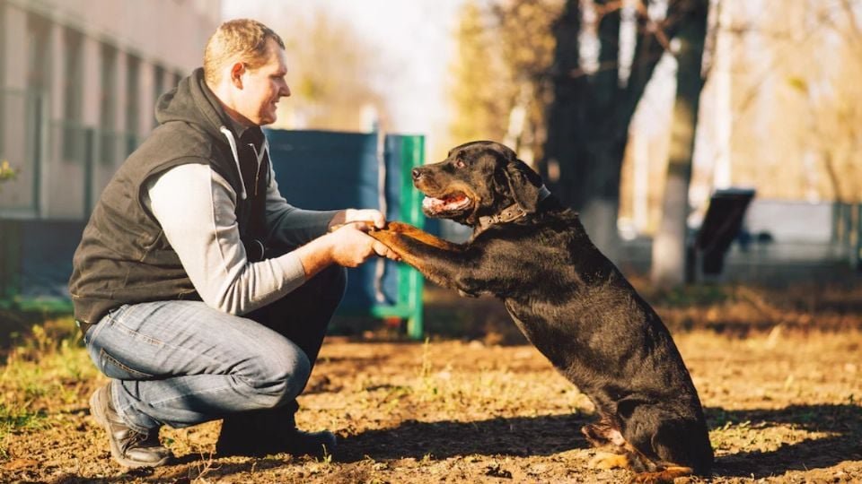 Cancún Fire Department Launches 2026 Basic Canine Training Course to ...