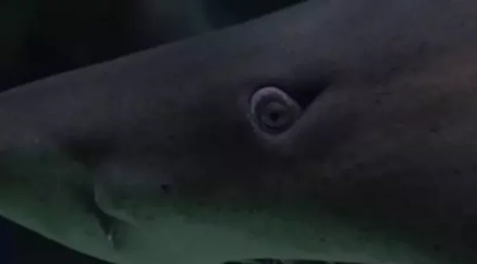 Sharks Spotted Swimming Near Shore at Cancún's Playa Forum