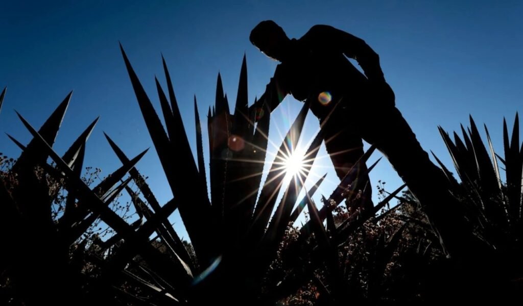 Tequila demand soars, but agave farmers face price crash