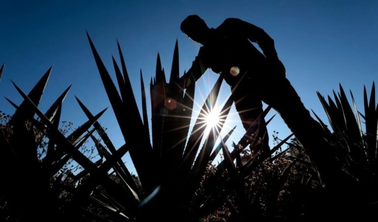 Tequila demand soars, but agave farmers face price crash