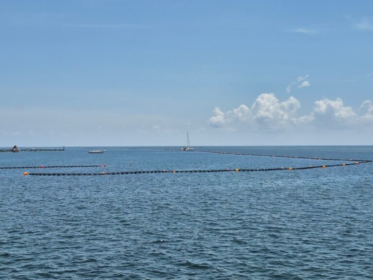 Quintana Roo collects 4,500 tons of sargassum this year