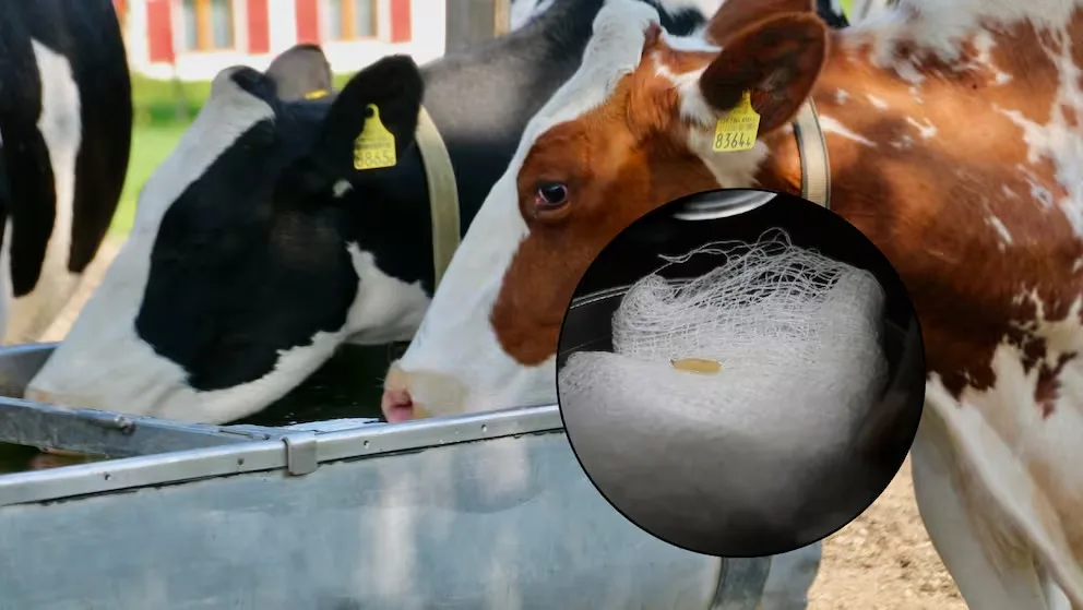 Texas Declares Disaster State Over Spread of Screwworm in Mexico