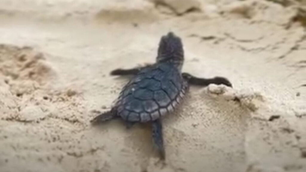 Cozumel seeks volunteers for sea turtle protection 2026