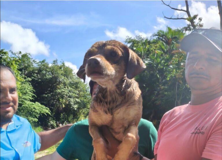 Dog Rescued From Drainage Canal in Chetumal; Animal Abuse Investigation ...